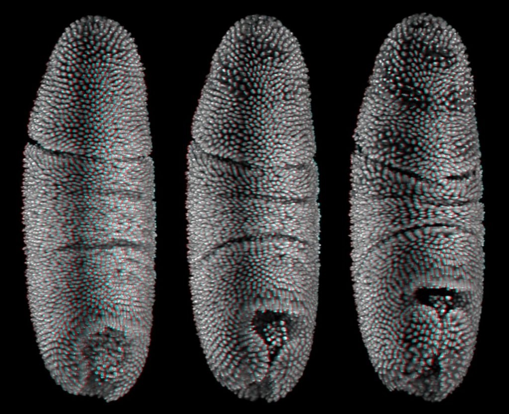 Fruit fly embryonic development | sguenther.eu