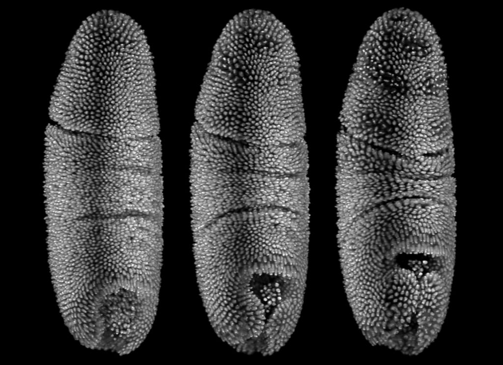 Fruit fly embryonic development | sguenther.eu