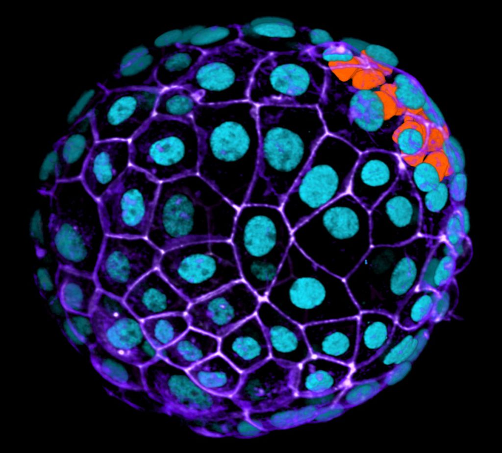 Mouse embryo | sguenther.eu