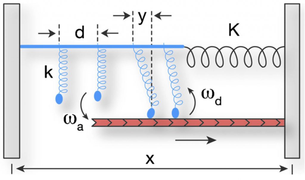 Muscle oscillations & waves | sguenther.eu