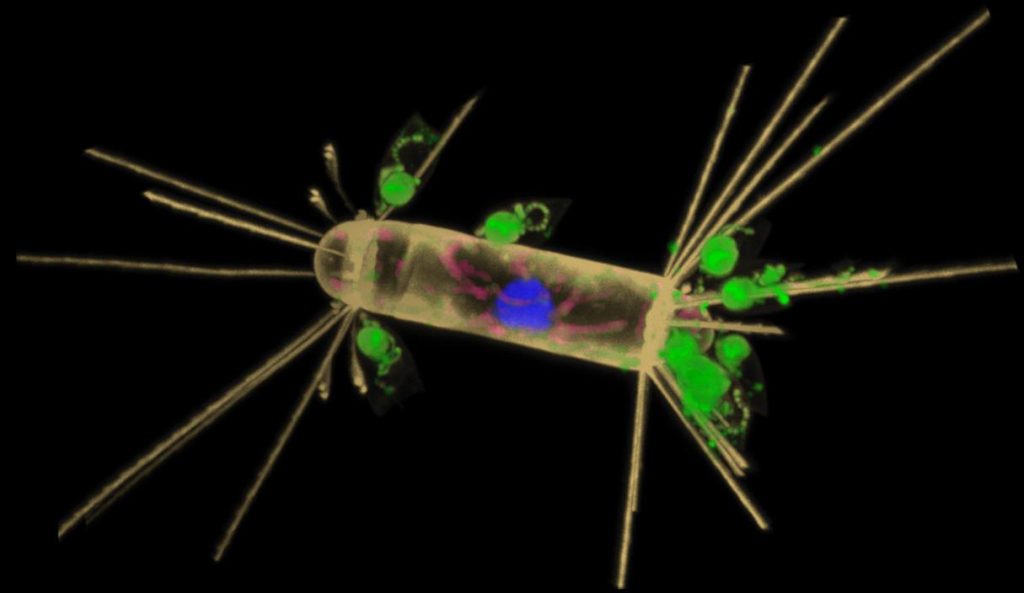 Corethron criophilum | sguenther.eu